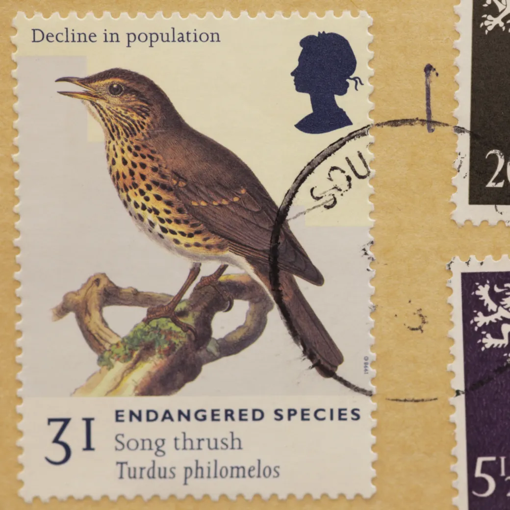 Stamp (Welsh, English & Song Thrush) - Institute of Making