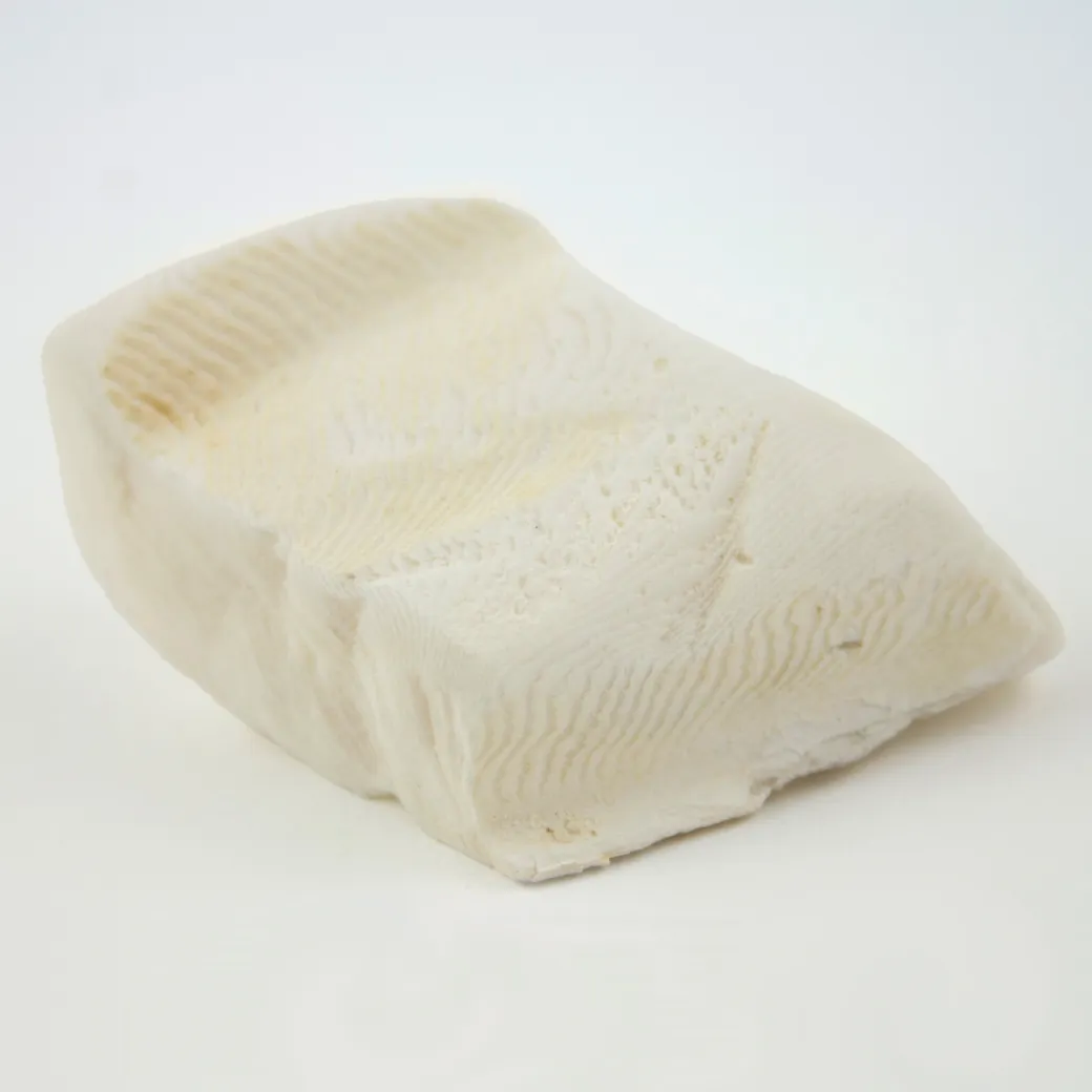 Cuttlefish Bone - Institute of Making