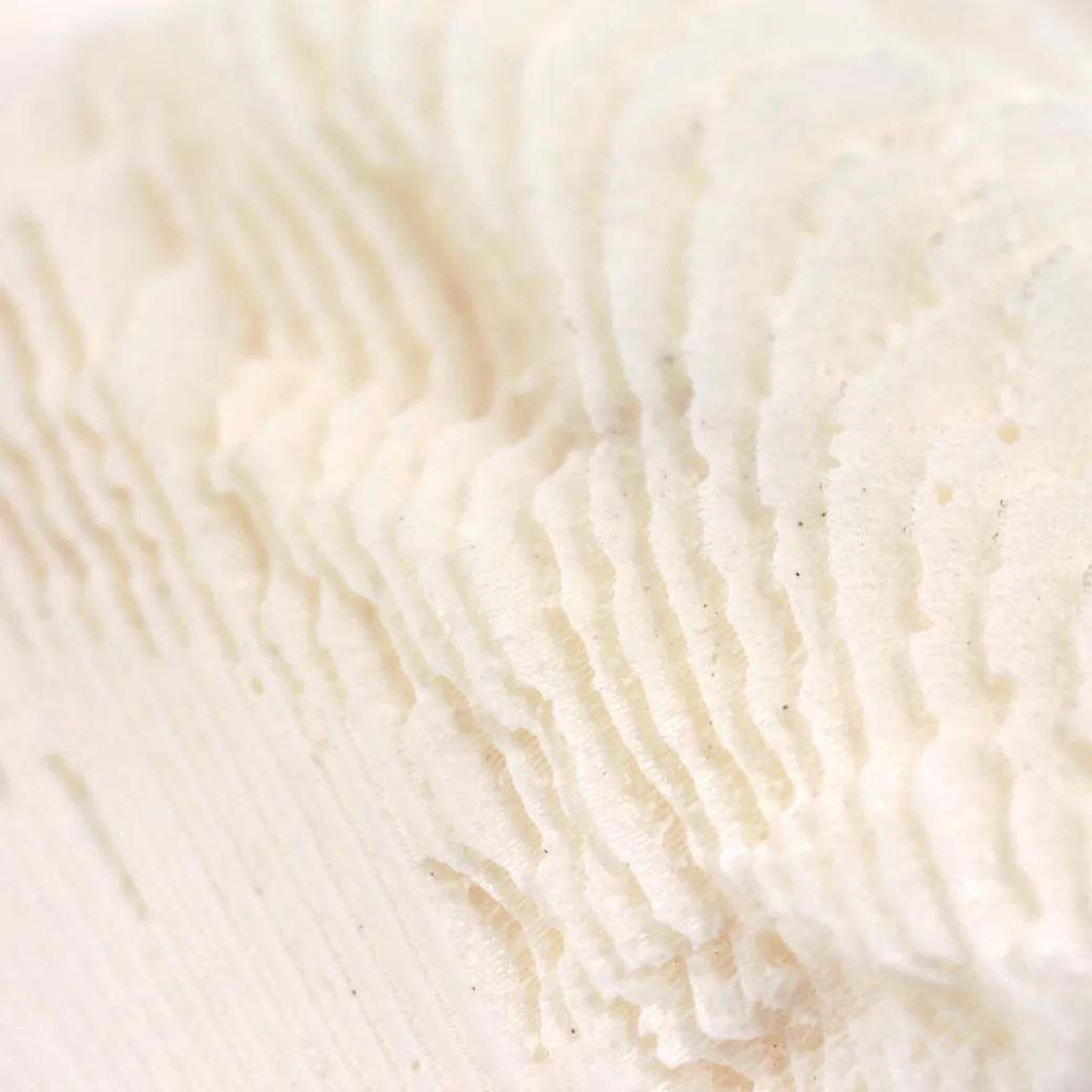 Cuttlefish Bone - Institute of Making