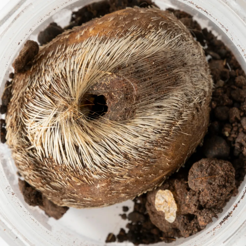 Musk Grains - Institute of Making