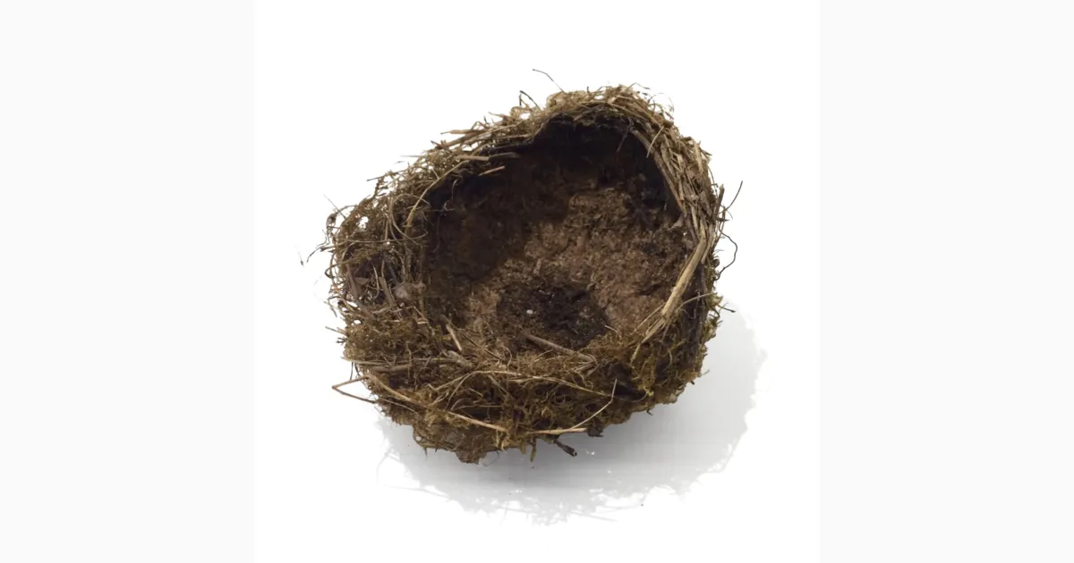 Bird's Nest - Institute of Making